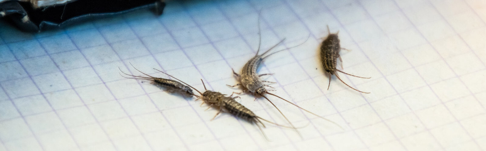 Papiervisjes - Plaagdier Advies